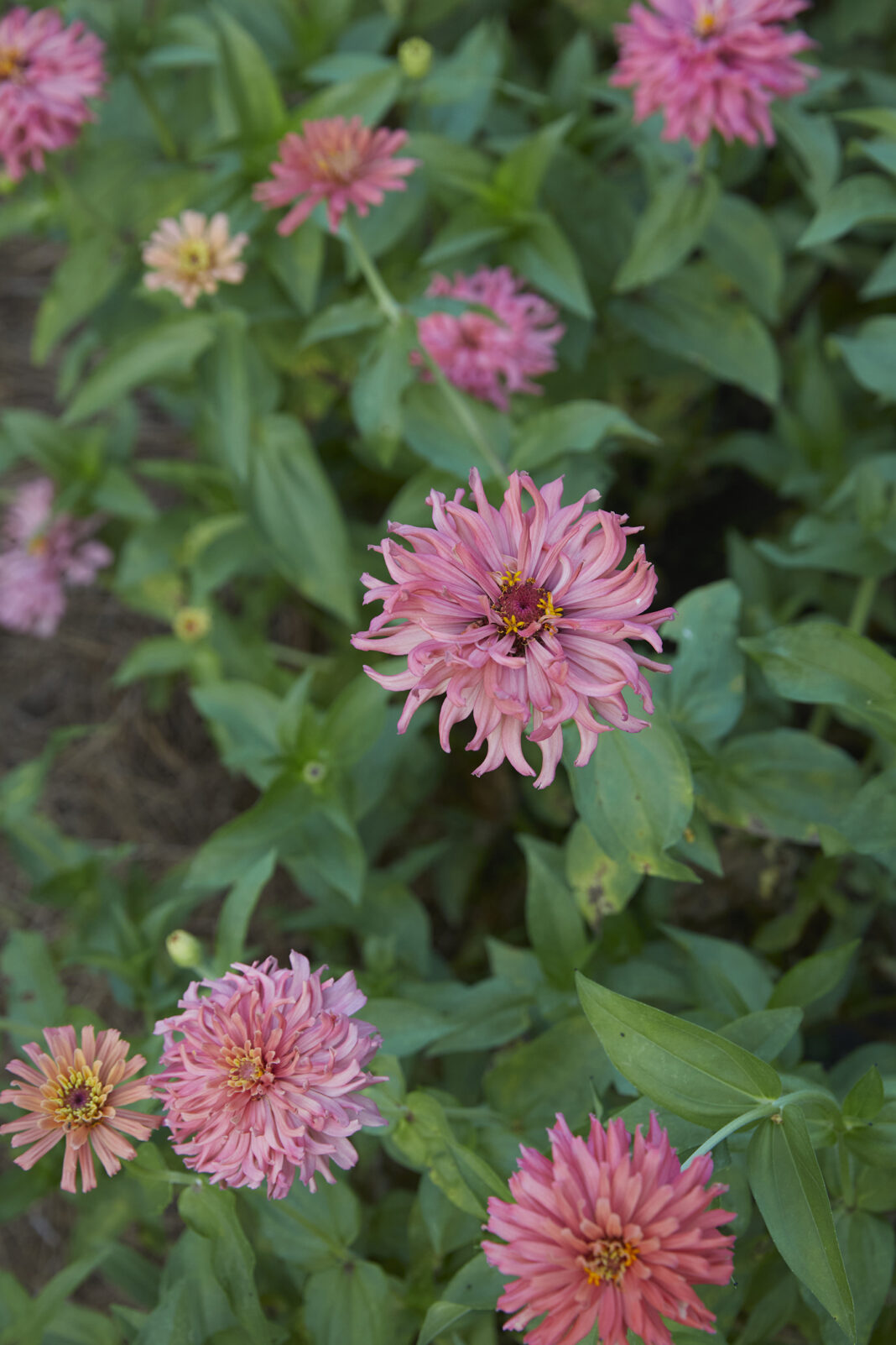 Monarch Waystation - Birmingham Home & Garden
