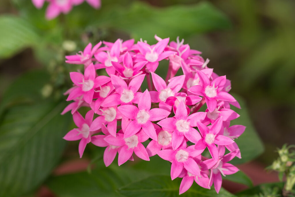 Beat the Heat with These Sun-Loving Annuals