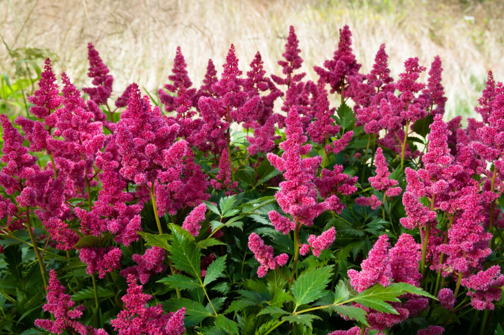 5 Shade-Loving Perennials with Beautiful Blooms