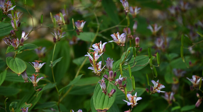 5 Shade-Loving Perennials with Beautiful Blooms