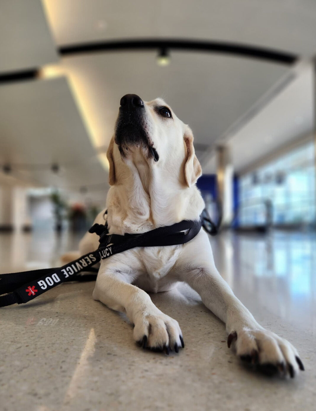 Giveaway: Service Dog Training Package from Three Dimensional Dog