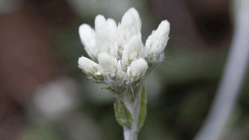 10 Essential Native Plants for Your Alabama Garden